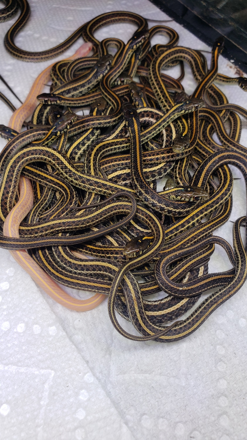 100% DH Blue Axanthic Plains Garter Babies Garter Snake by Herping ...