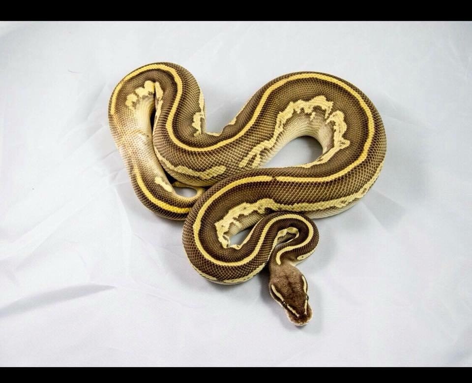 Blackhead Leopard Pastel Lesser Poss Het Pied Ball Python by Pates ...