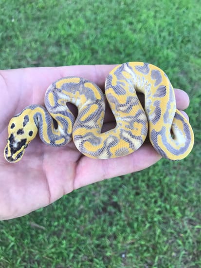 Pastel Enchi Leopard Highway Ball Python by Pates reptiles