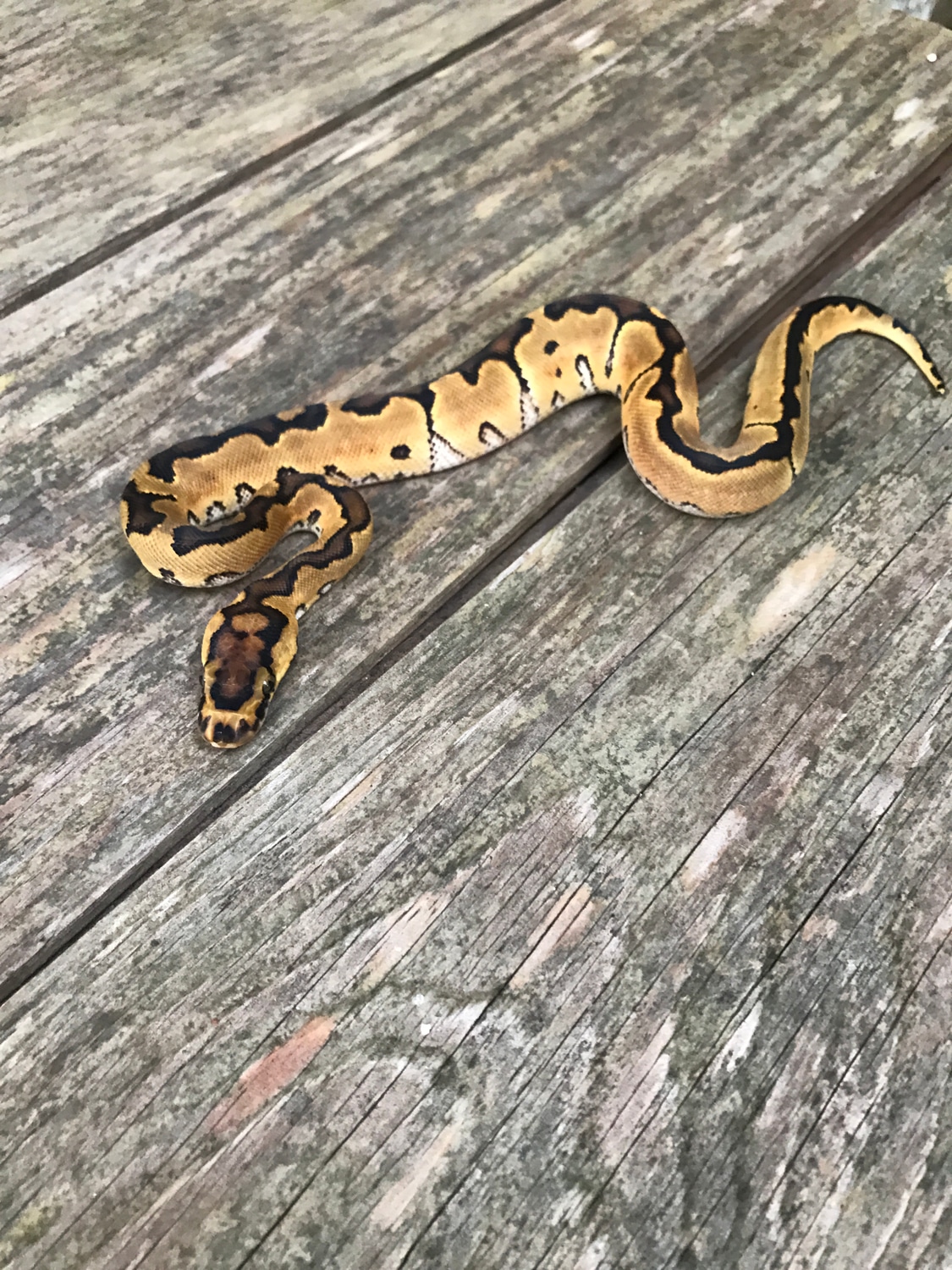 Calico Clown Ball Python by Pates reptiles - MorphMarket