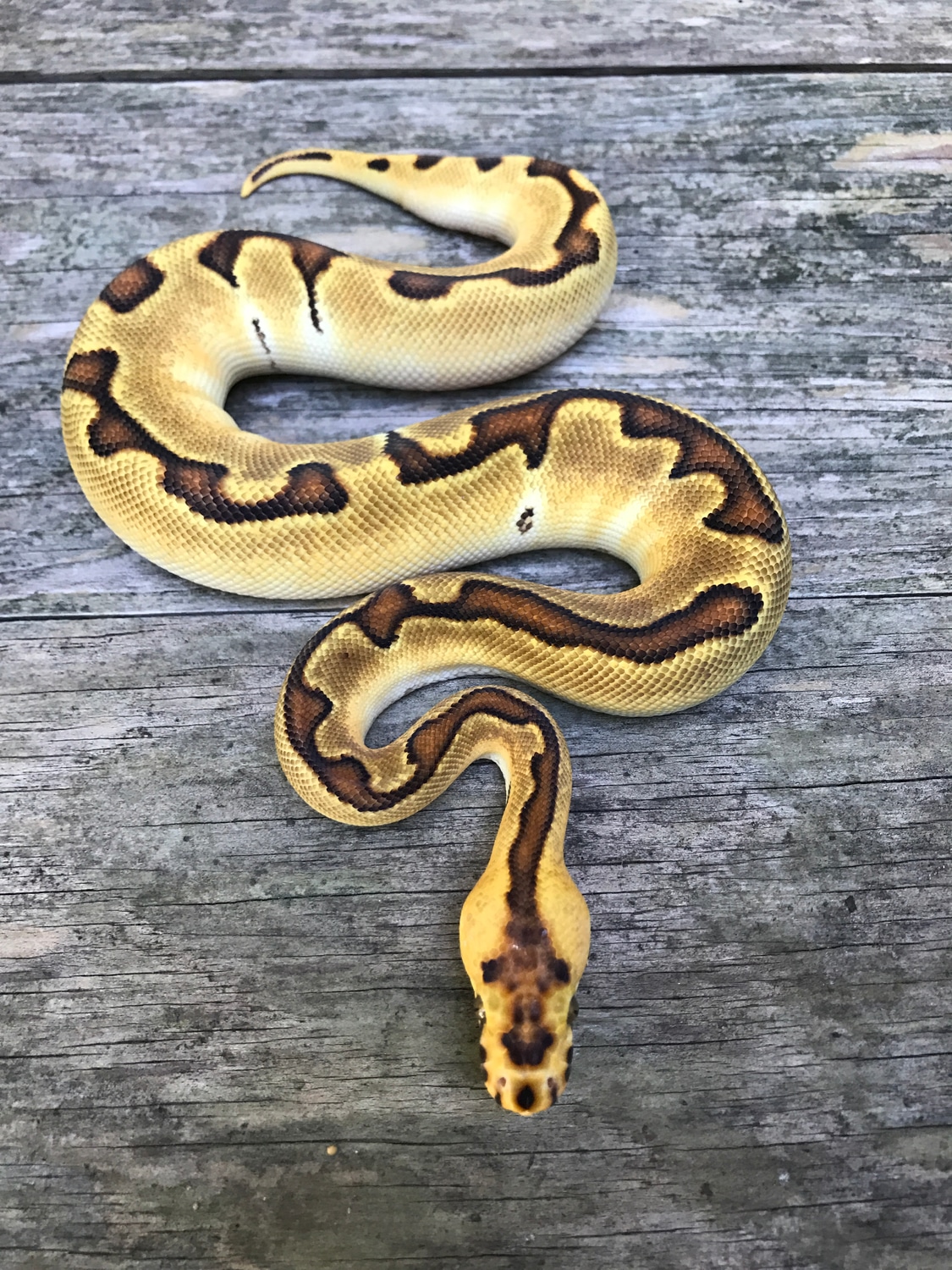 Orange Dream Enchi Vanilla Clown Ball Python by Pates reptiles ...