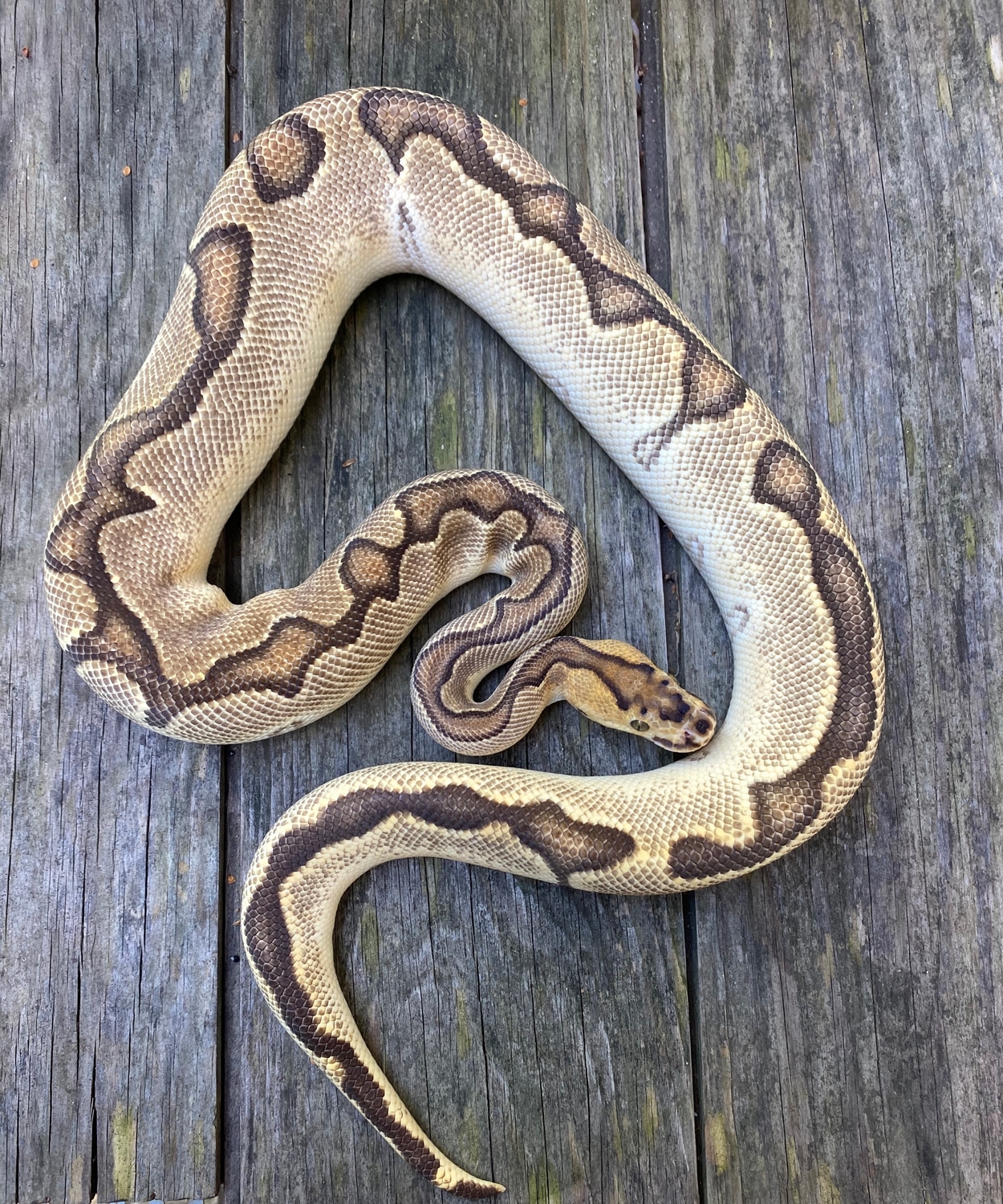 Orange Dream Enchi Clown Ball Python by Pates reptiles - MorphMarket