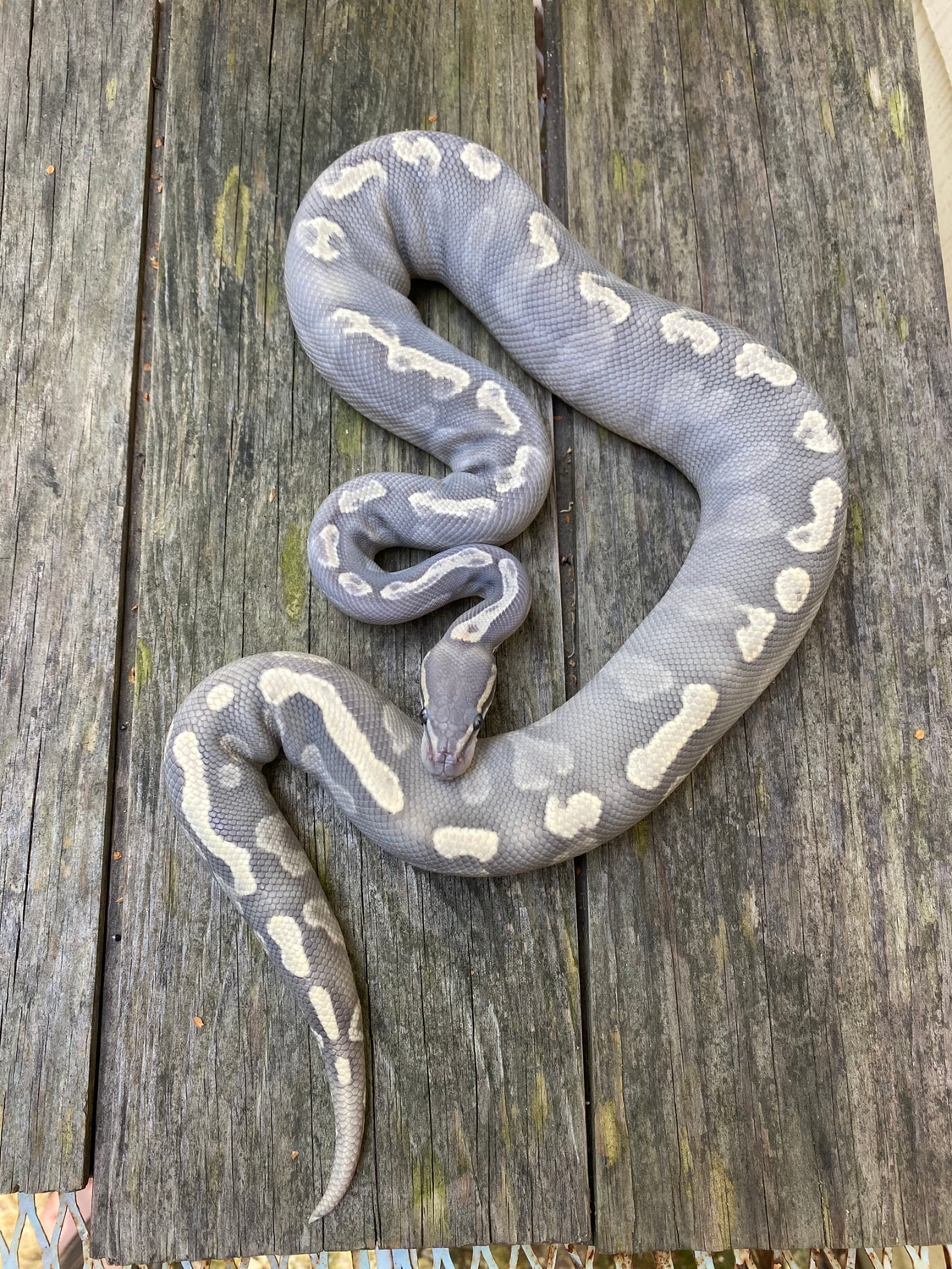 Mojave Ghi Ghost Ball Python by Pates reptiles - MorphMarket