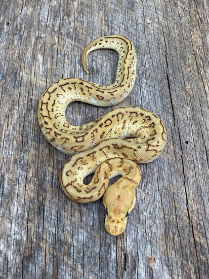 Russo Spotnose Pinstripe Clown Ball Python by Pates reptiles