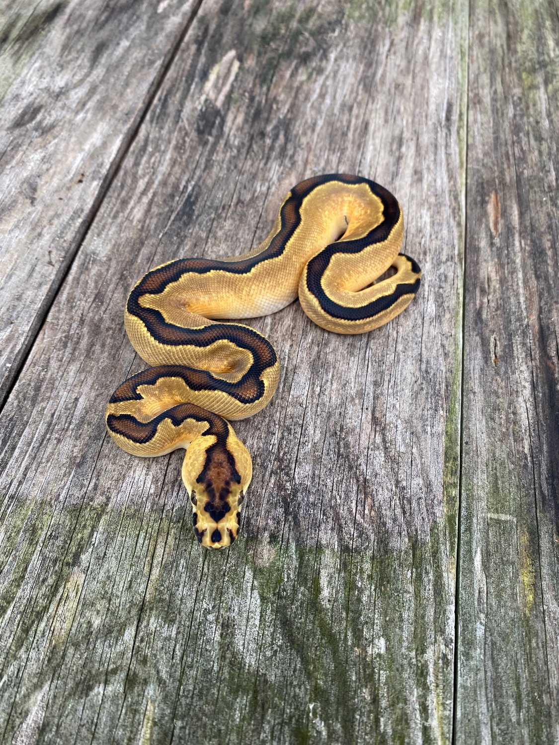 Orange Dream Enchi Clown Ball Python by Pates reptiles - MorphMarket