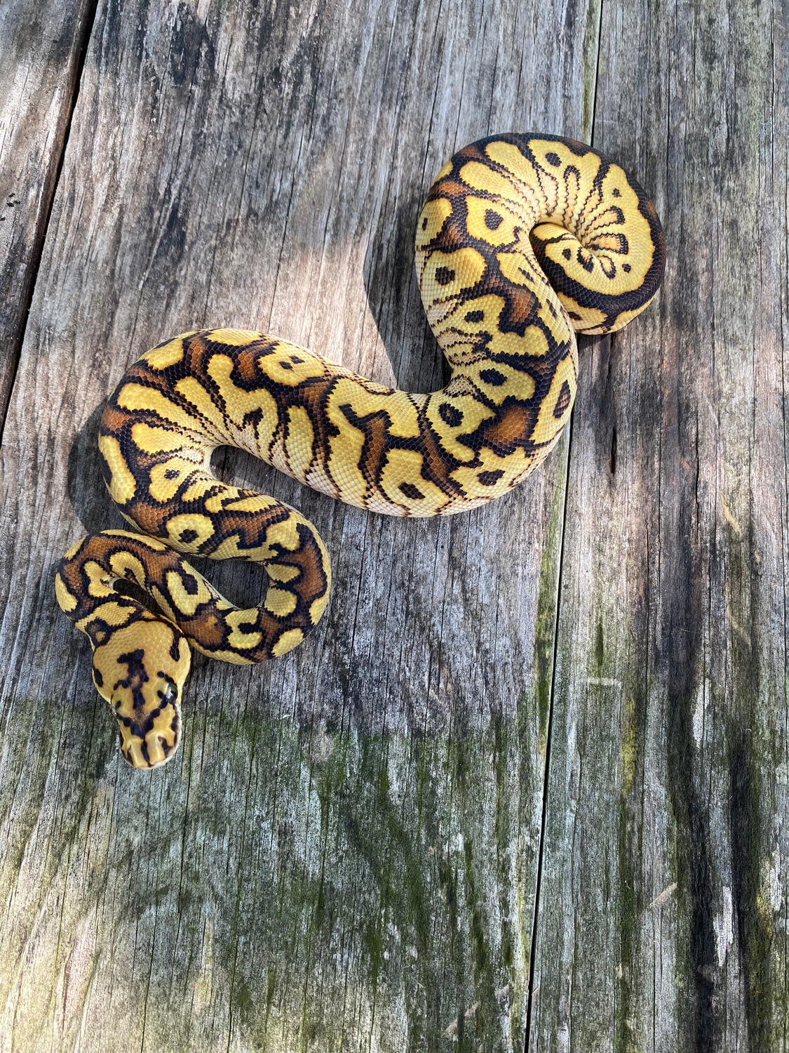 Russo Spotnose Clown Ball Python by Pates reptiles - MorphMarket