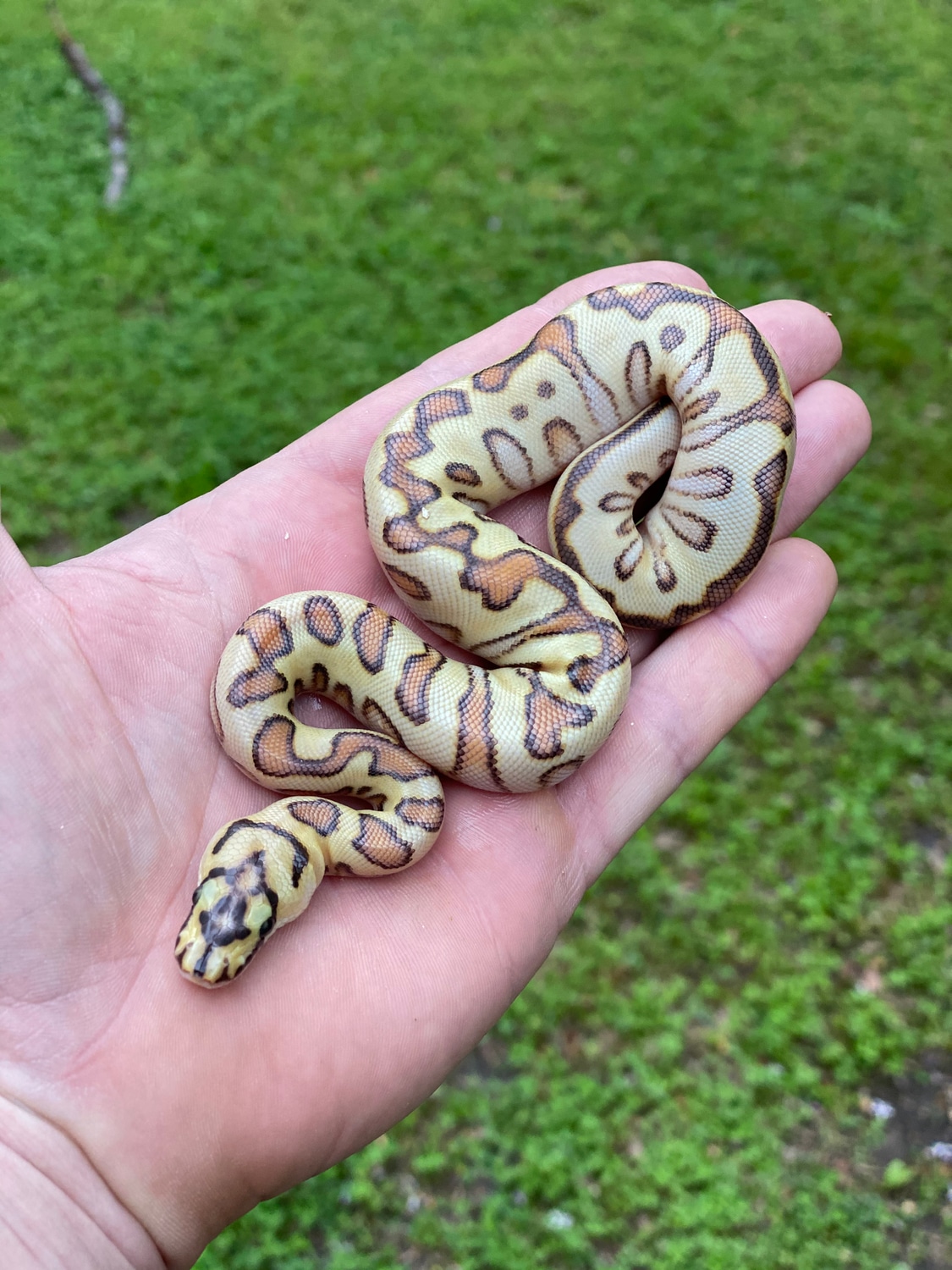 Russo Spotnose Clown Ball Python by Pates reptiles - MorphMarket