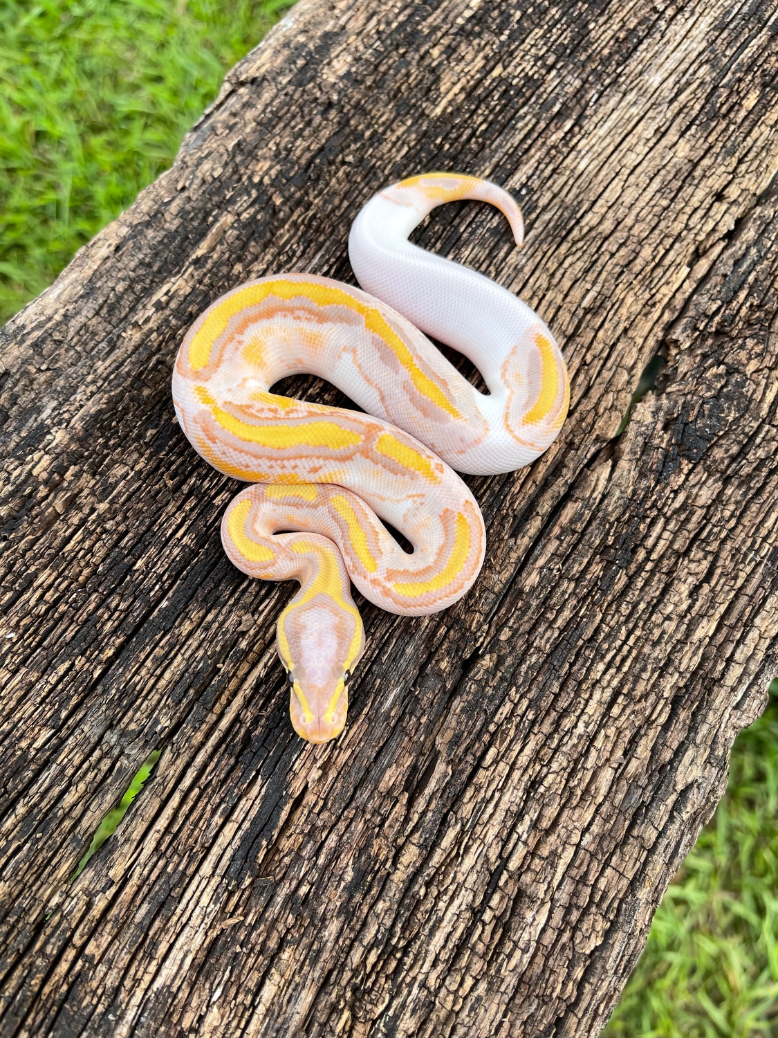 Orange Dream Banana Pied Ball Python by Pates reptiles - MorphMarket