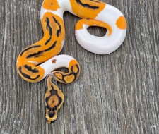 Orange Dream Yellow Belly Clown 66% Het Pied Ball Python by Pates ...