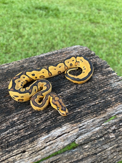 Orange Dream Yellow Belly Clown 66% Het Pied Ball Python by Pates reptiles