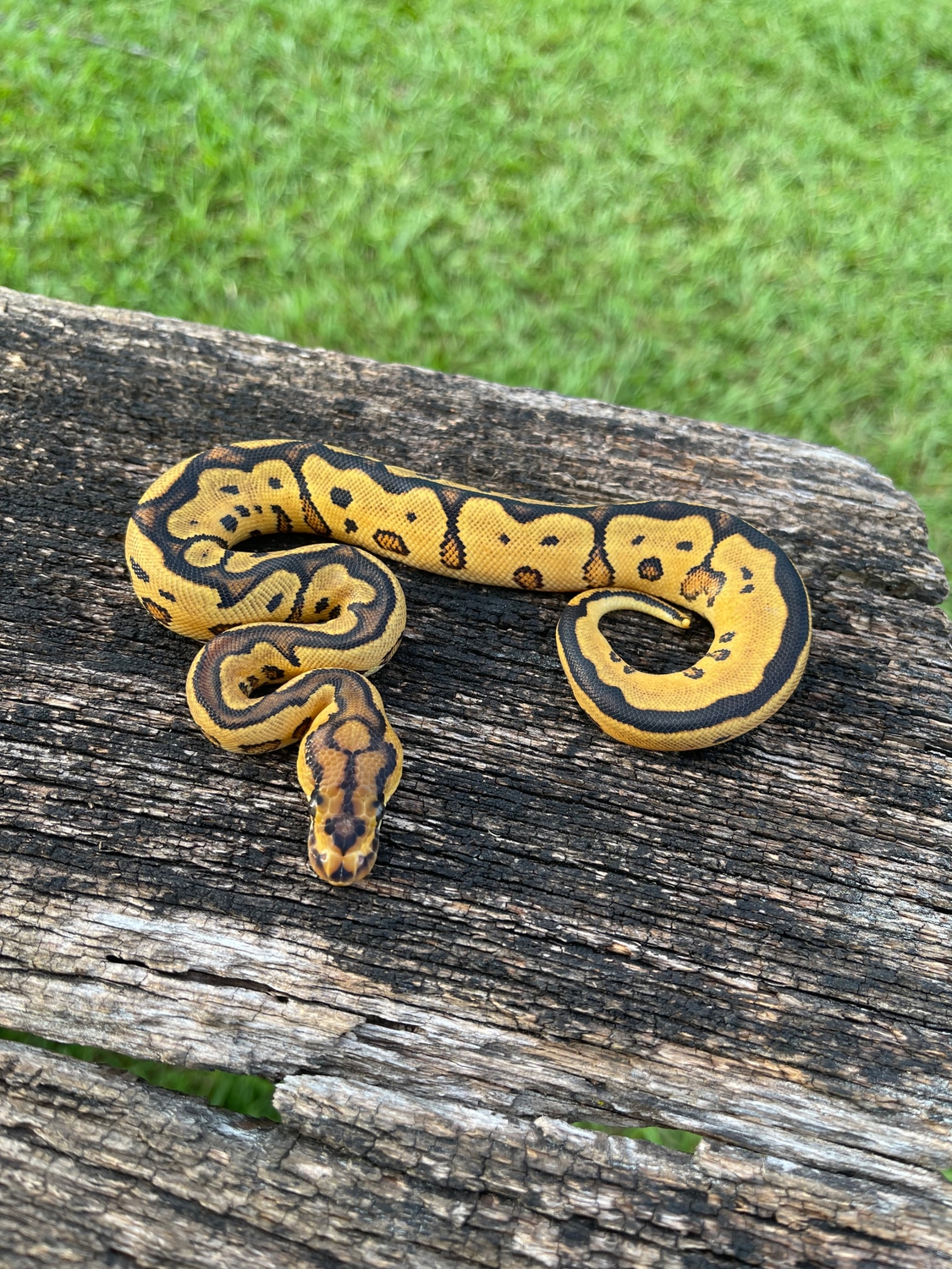 Orange Dream Yellow Belly Clown 66% Het Pied Ball Python by Pates ...