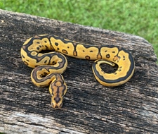 Orange Dream Yellow Belly Clown 66% Het Pied Ball Python by Pates ...