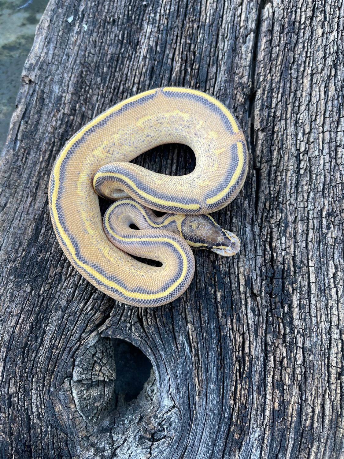 Highway Ball Python by Pates reptiles - MorphMarket