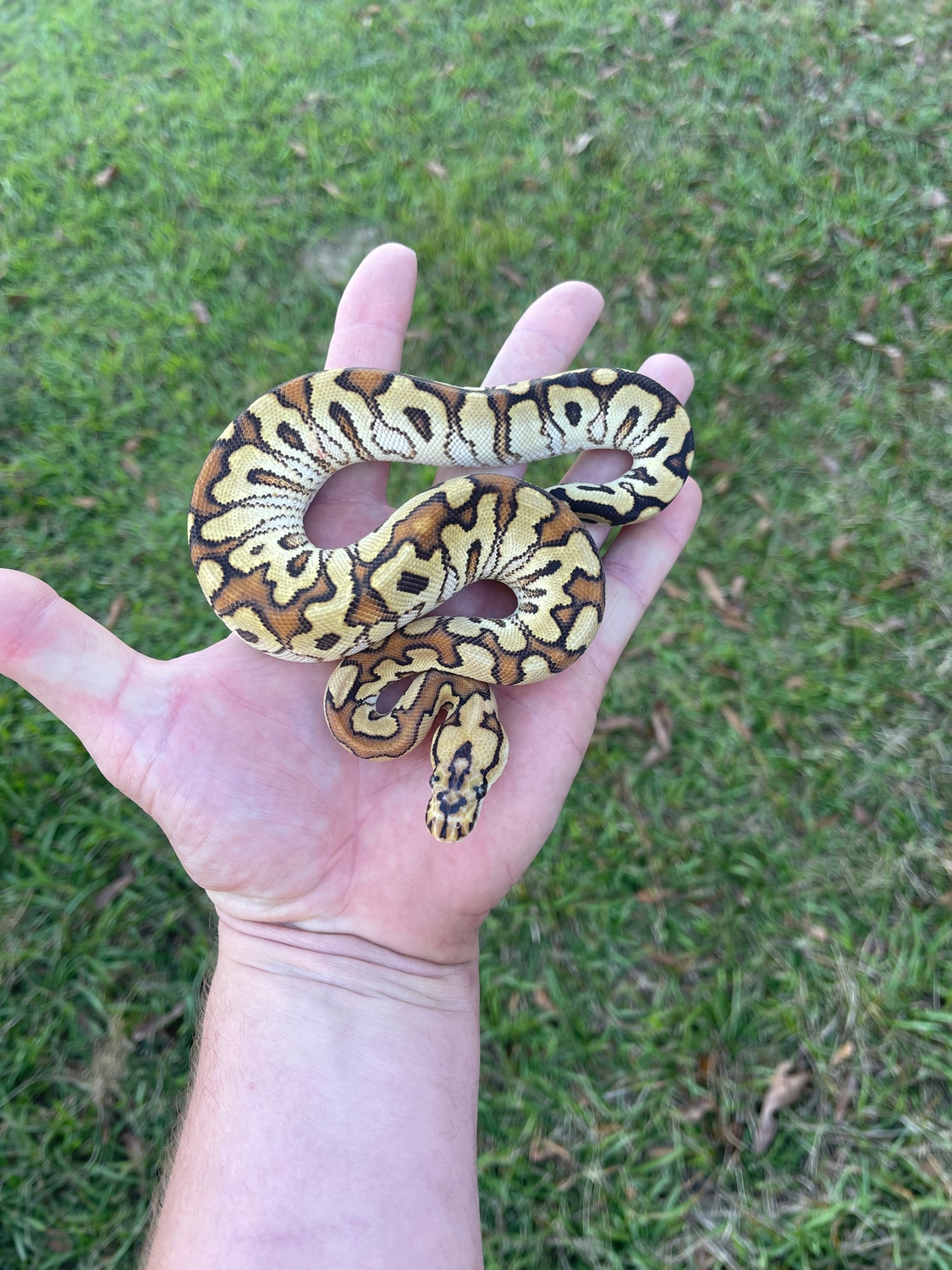 Russo Spotnose Fire Clown Ball Python by Pates reptiles - MorphMarket