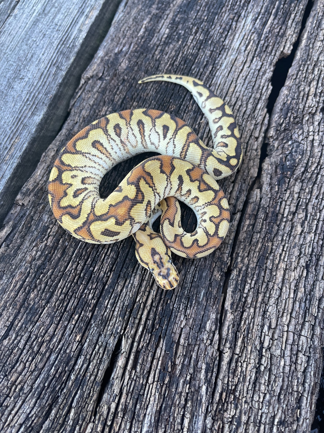 Russo Spotnose Fire Clown Ball Python by Pates reptiles - MorphMarket