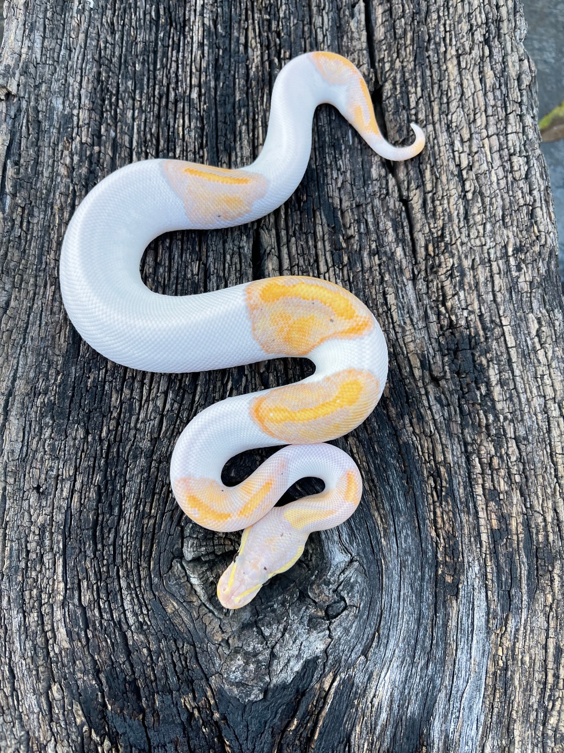 Pastel Banana Pied Pos Orange Dream Ball Python by Pates reptiles ...