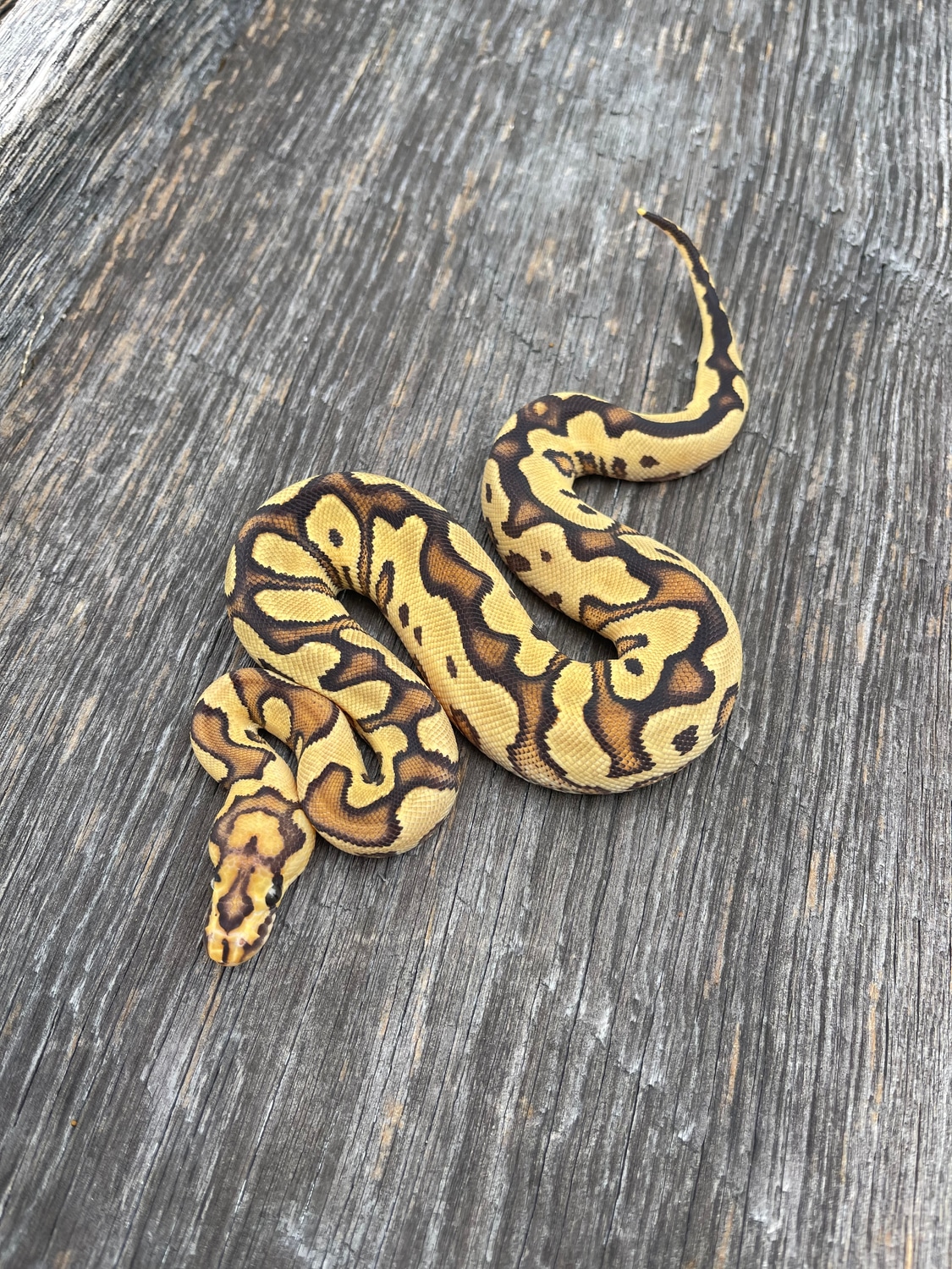 Orange Dream Fire Yellow Belly Clown Ball Python by Pates reptiles ...