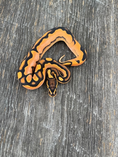 Super Orange Dream Fire Calico Yellow Belly Ball Python by Pates reptiles