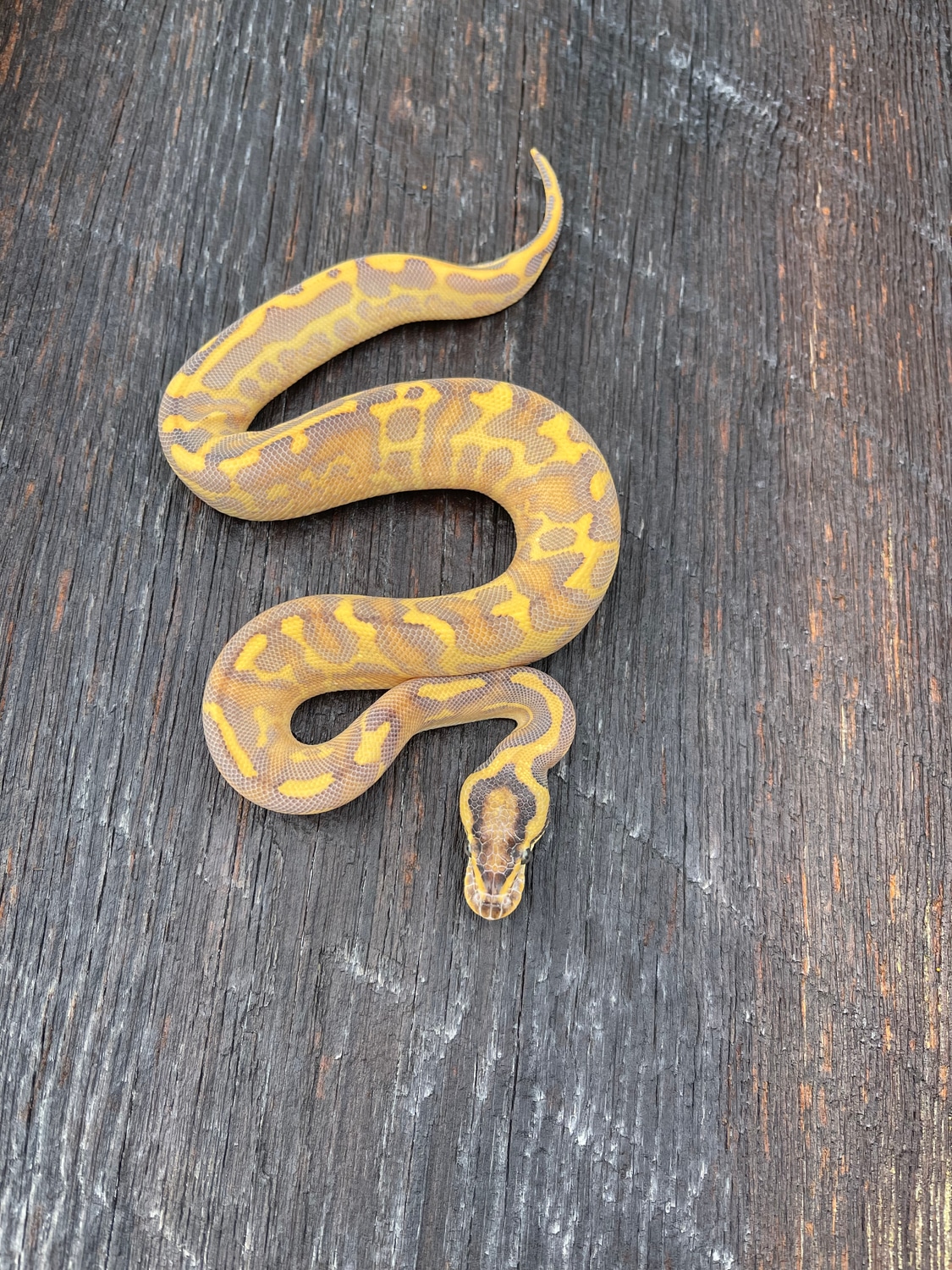 Leopard Enchi Highway Ball Python by Pates reptiles - MorphMarket