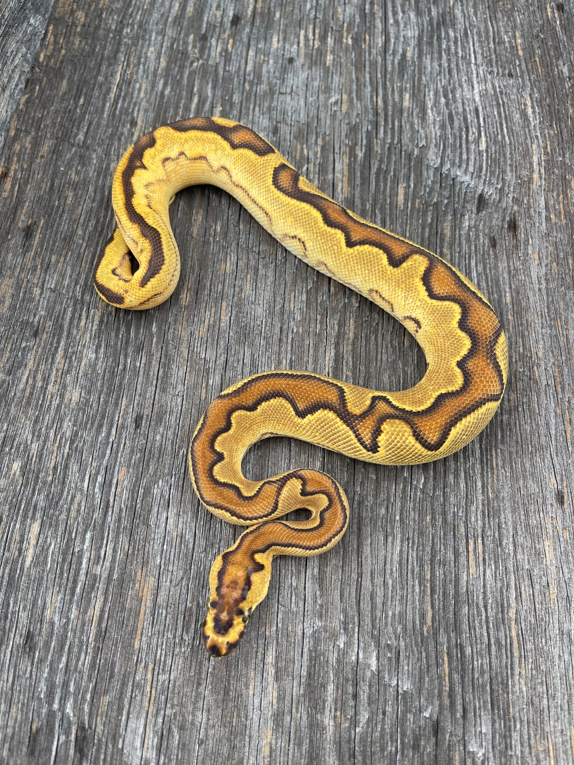 Orange Dream Enchi Calico Clown Ball Python by Pates reptiles - MorphMarket