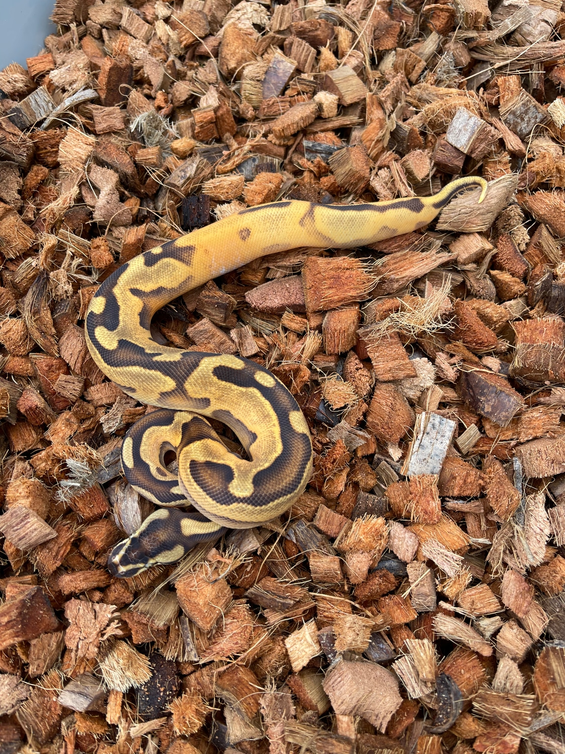 Orange Dream Enchi Fire Calico Pos Leopard Ball Python by Pates ...