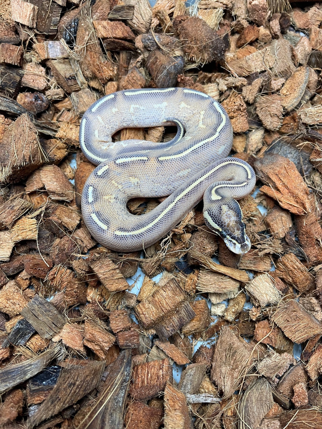 Highway Ball Python by Pates reptiles - MorphMarket