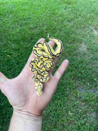 Pastel Hi Orange Dream Fire Calico Clown Pos Enchi Ball Python by Pates ...