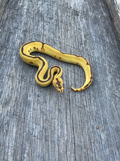 Orange Dream Enchi Leopard Russo Clown Ball Python by Pates reptiles