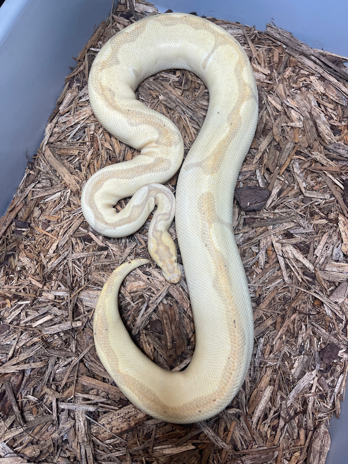 Banana Enchi Clown Ball Python by Pates reptiles - MorphMarket