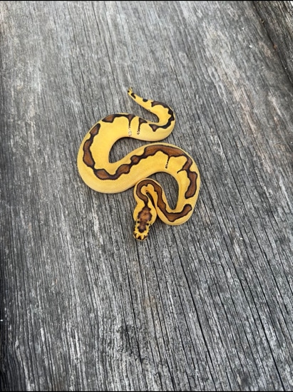 Russo Enchi Clown Ball Python by Pates reptiles