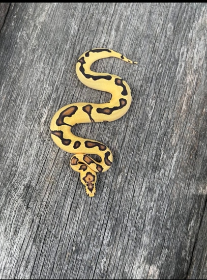 Russo Enchi Fire Clown Ball Python by Pates reptiles