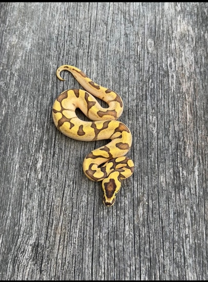 Orange Dream Super Enchi Fire Calico Het Clown Ball Python by Pates ...