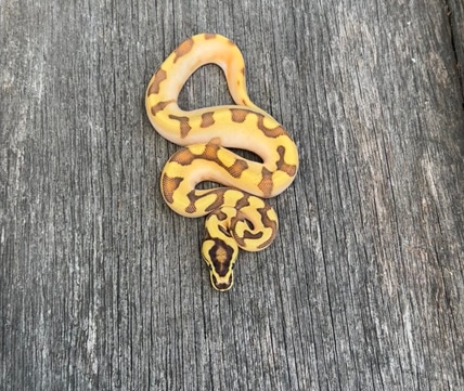Orange Dream Calico Clown Ball Python by Pates reptiles - MorphMarket