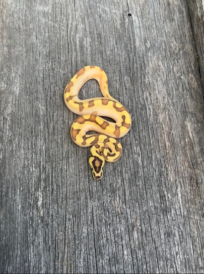 Super Enchi Orange Dream Fire Calico Yellow Belly Possible Super Orange ...