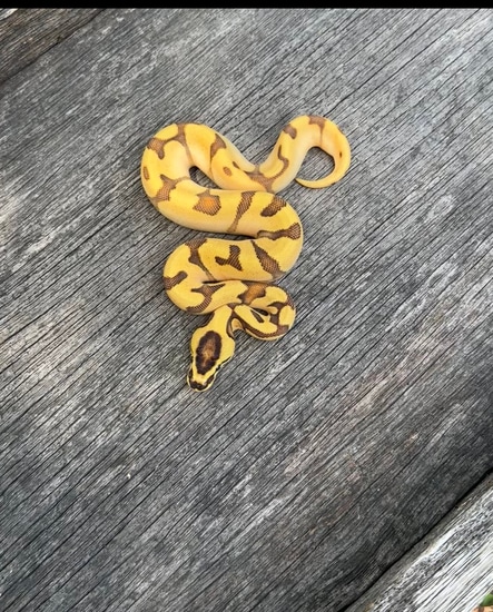 Super Orange Dream Super Enchi Calico Pos Fire Yellow Belly Het Clown ...