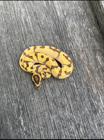Super Orange Dream Super Enchi Fire Pos Yellowbelly Het Clown Ball ...