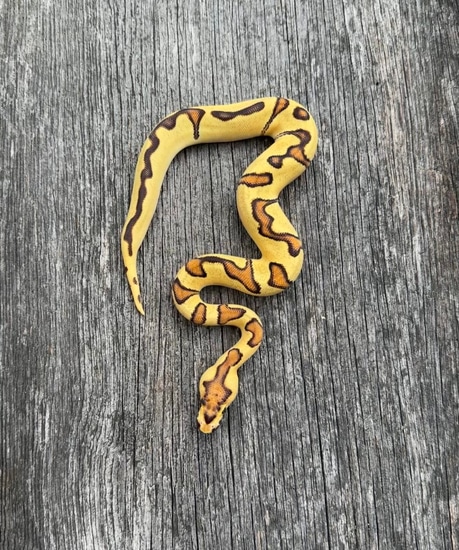 Orange Dream Enchi Fire Russo Ball Python by Pates reptiles