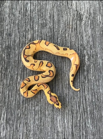Orange Dream Enchi Fire Calico Clown Ball Python by Pates reptiles