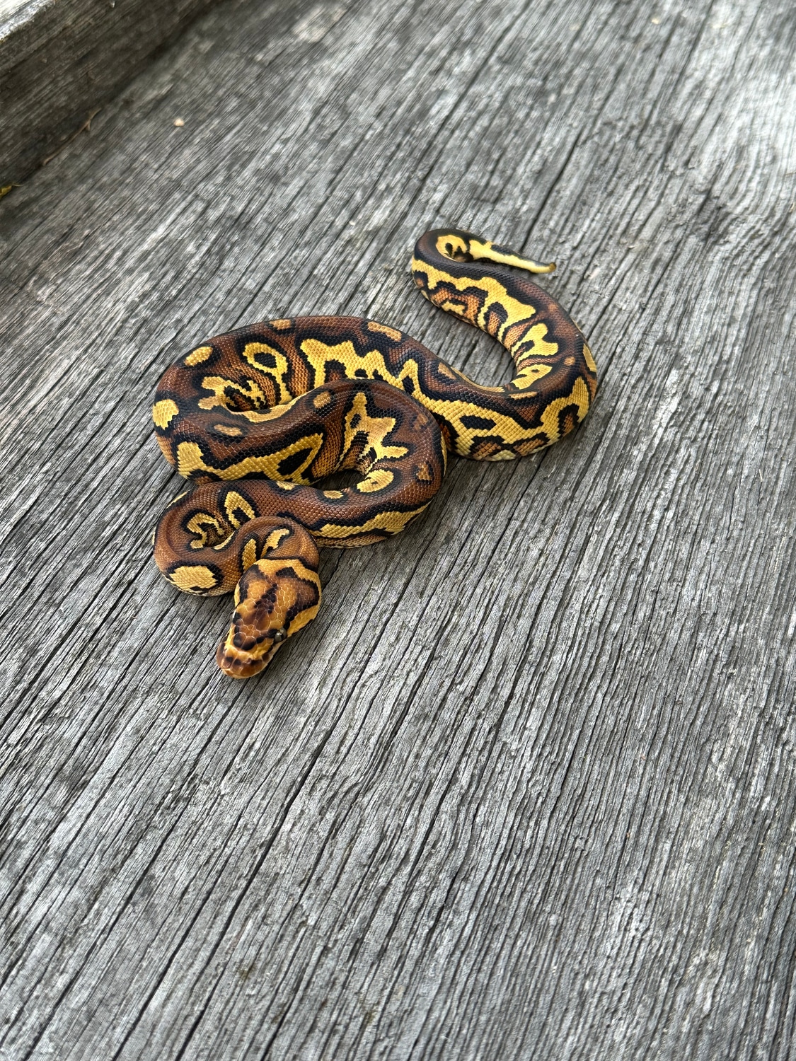 Yellow Belly Clown + 66% Het Pied Ball Python by Pates reptiles ...