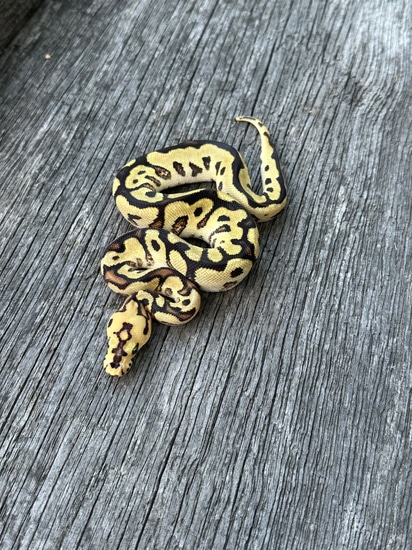Orange Dream Fire Spotnose Clown Ball Python by Pates reptiles
