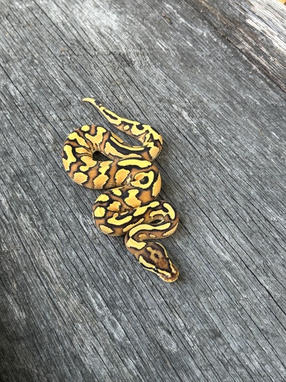 Orange Dream Russo Fire Spotnose Yellowbelly 100% Het Clown Ball Python ...