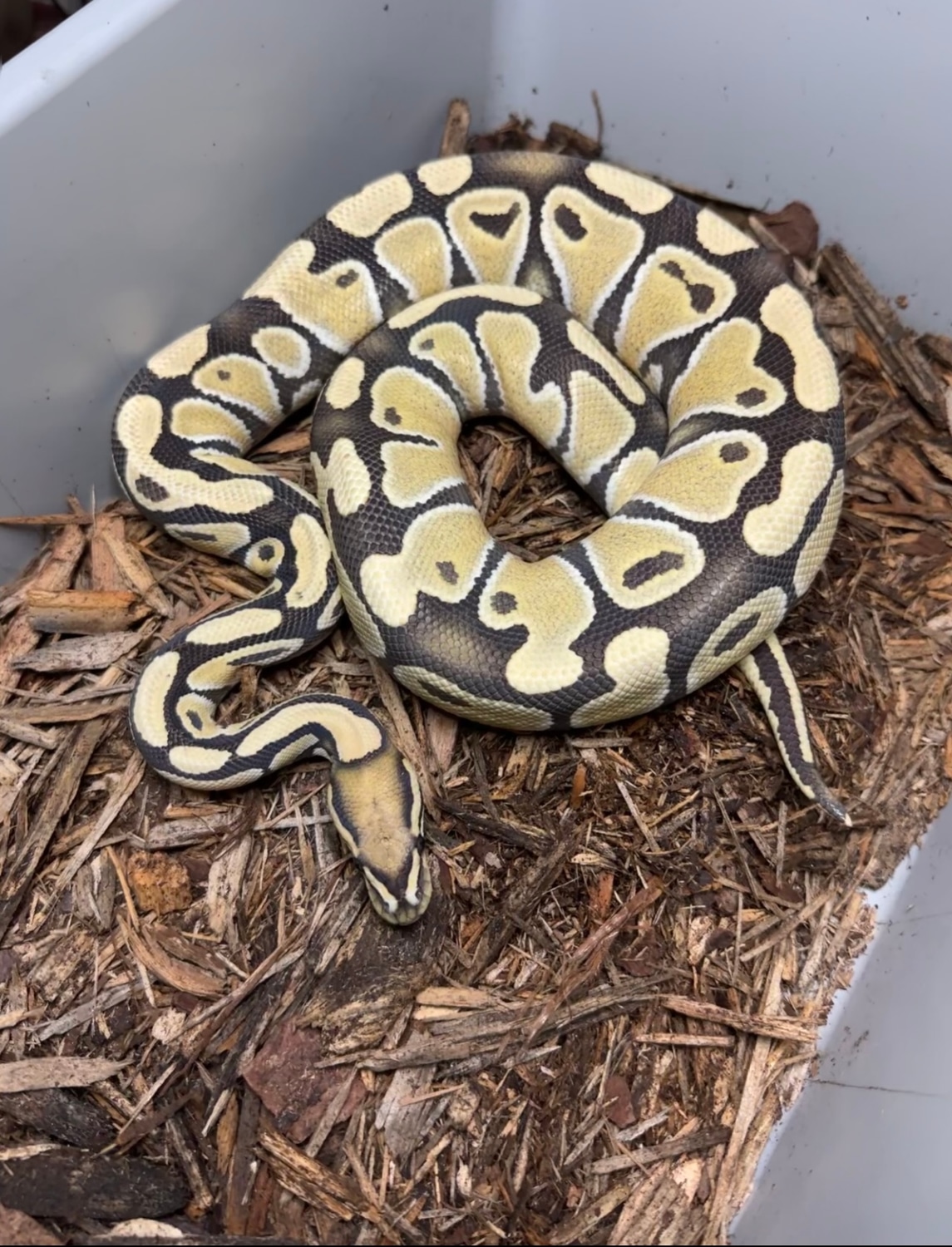 Desert Ghost 100% Het Clown Ball Python by Pates reptiles - MorphMarket