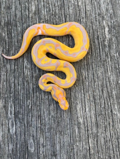 Orange Dream Banana Clown 100% Het Pied Ball Python by Pates reptiles