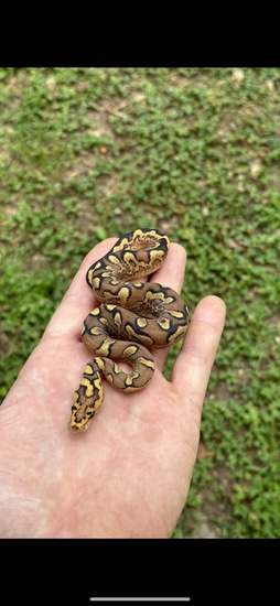 Ghi Redstripe Yellow Belly Calico Clown Ball Python by Pates reptiles