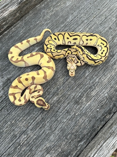 Female Super Od Clown Combo And Female Super Od Het Clown Combo Ball ...