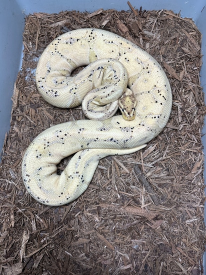 Orange Dream Banana 100% Het Clown 100% Het Pied Ball Python by Pates ...