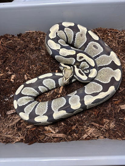 RTB Desert Ghost Female 2700 Grams Ball Python by Pates reptiles