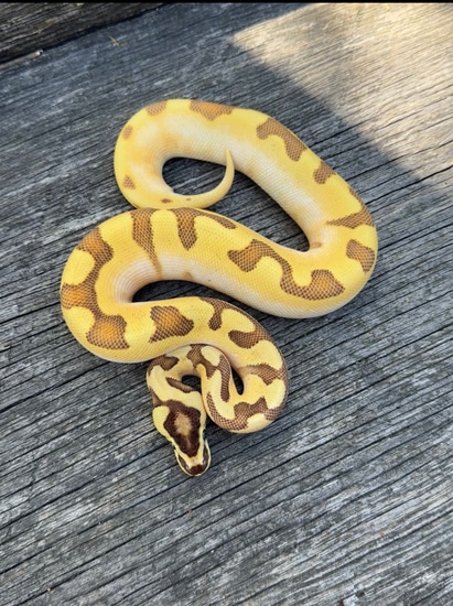 1.0 Super Od Super Enchi Fire Calico Het Clown Pair Ball Python by ...