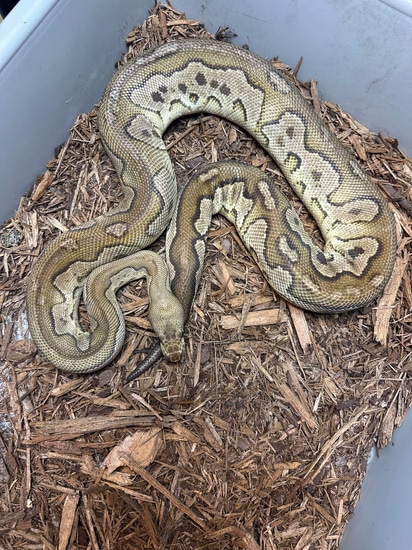 RTB Fire Cinnamon Clown Female Ball Python by Pates reptiles