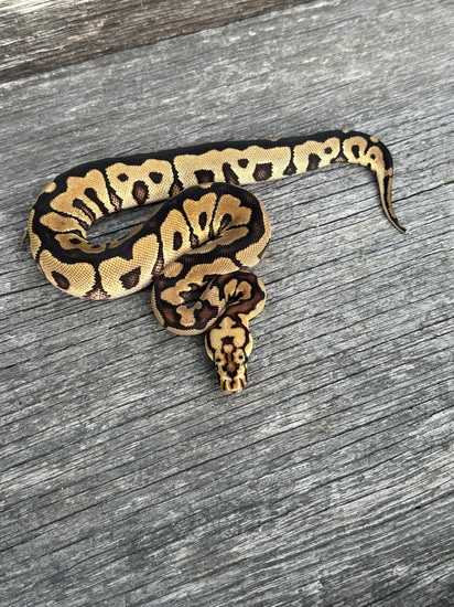 1.0 Spotnose Clown Pos Redstripe 0.1 Banana Fire/ Russo Het Clown Ball ...